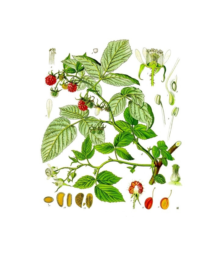 Framboisier, Feuille Bio - 25 g | L'HERBIER DE FRANCE